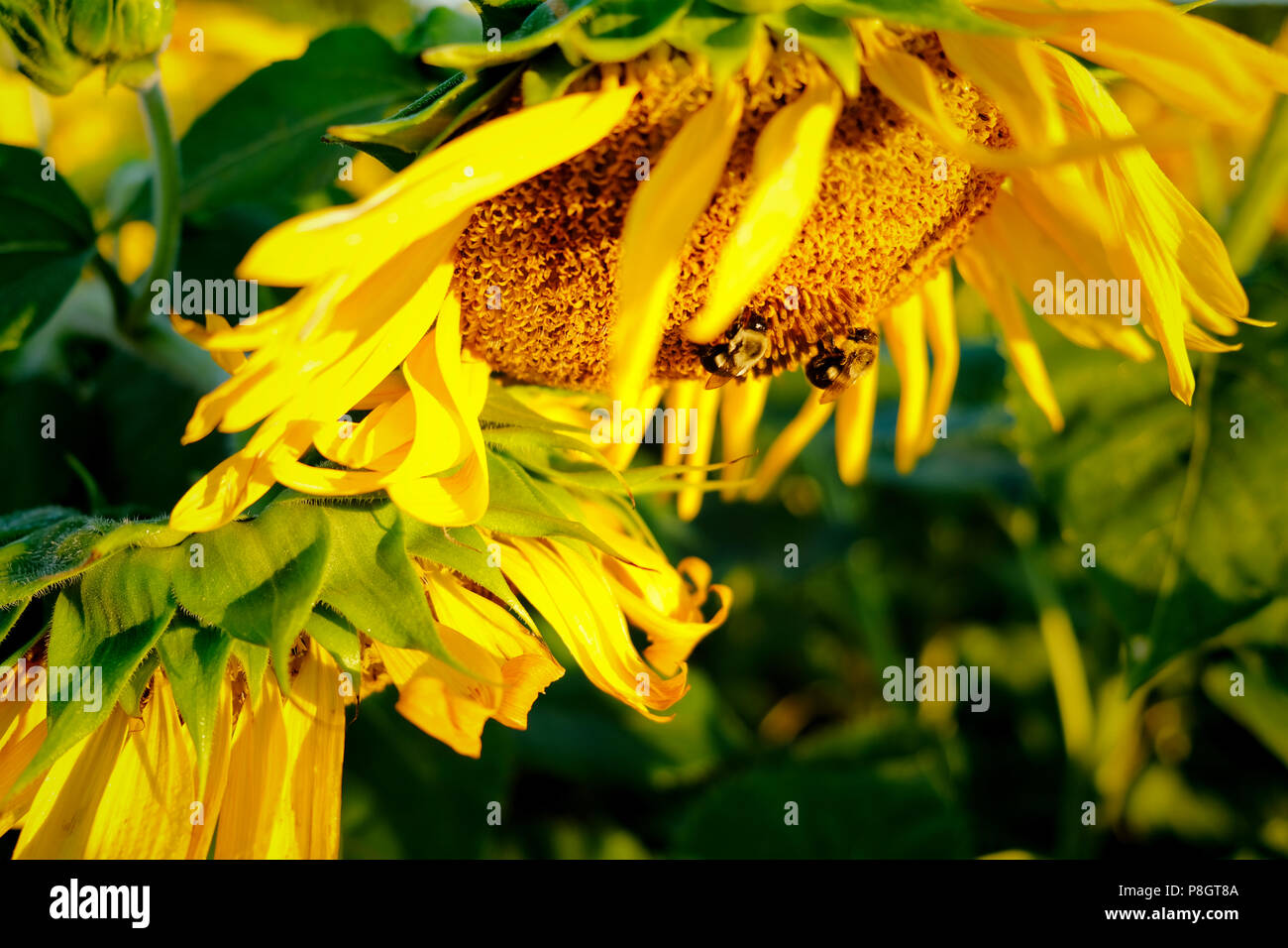 Bumble bees having a field day in the sunflower field at Dorothea Dix ...
