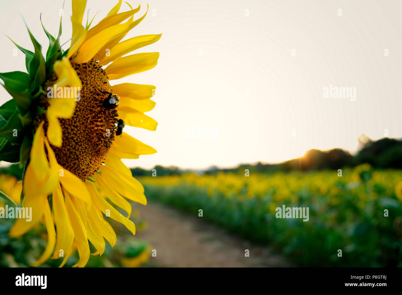 Bumble bees busy as can be in the sunflower field at Dorothea Dix Park ...