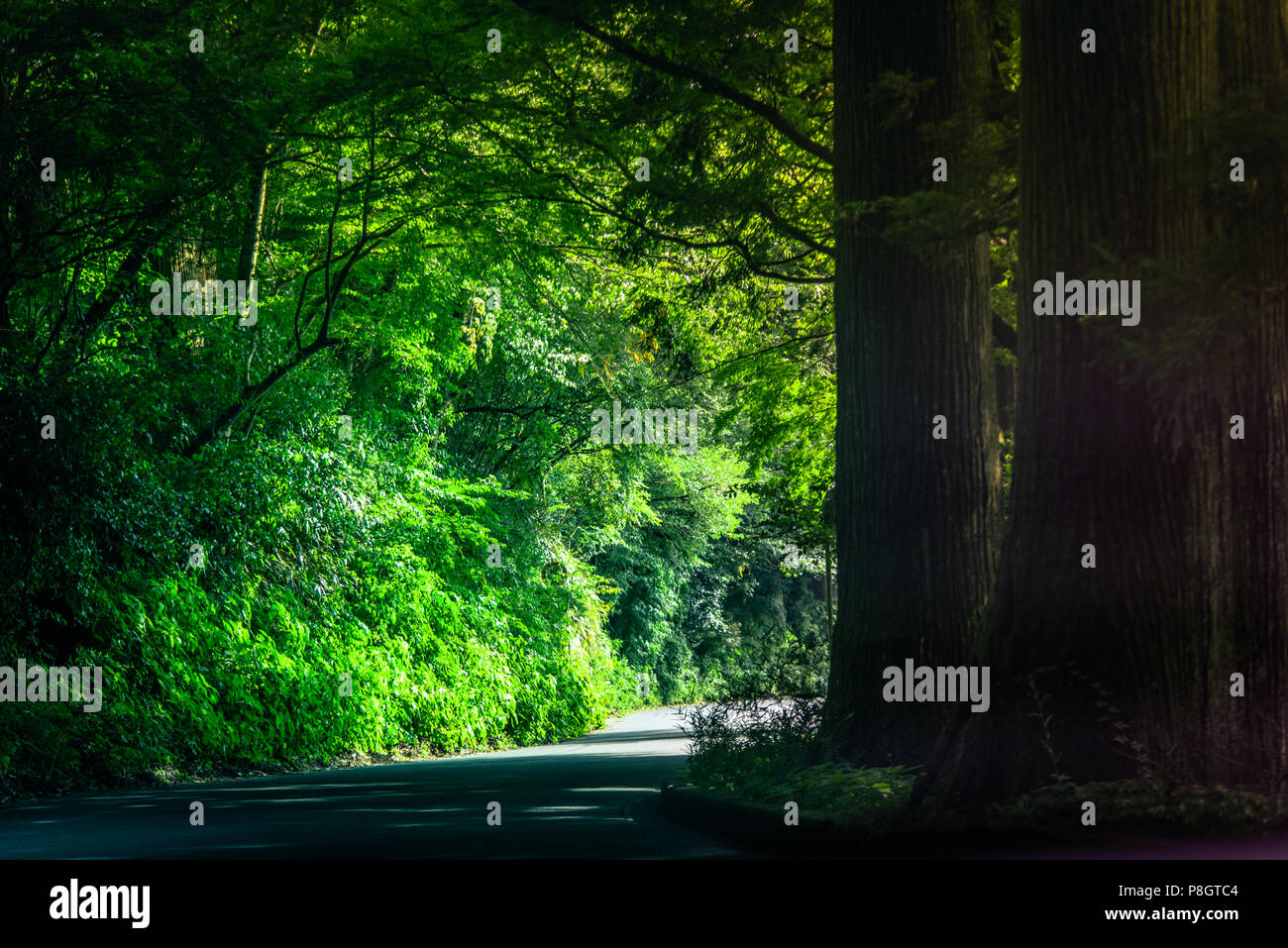 Driving through think forests at foothills of Mount Fuji, Japan Stock ...