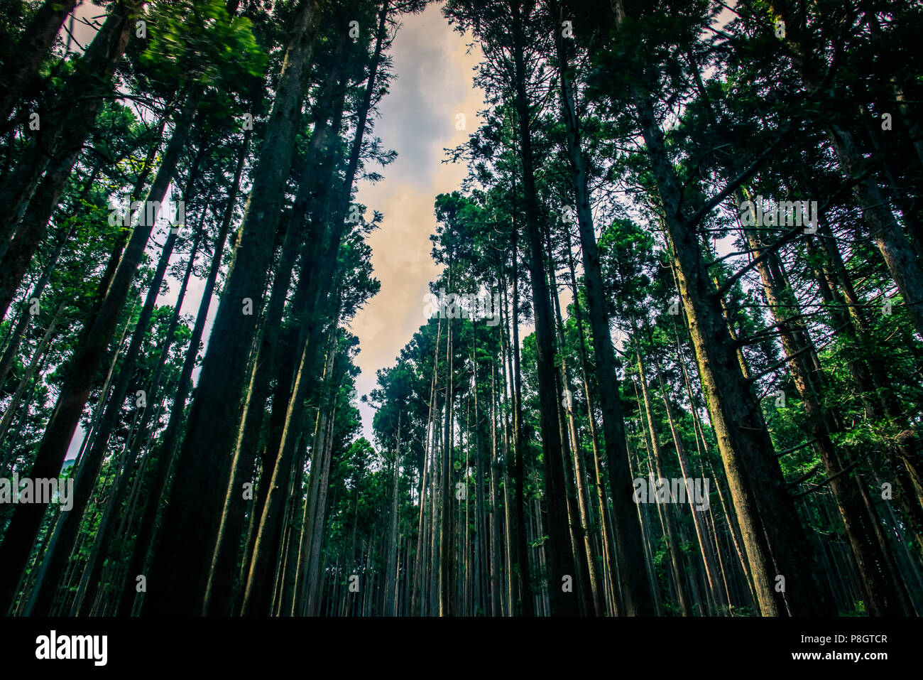 The suicide forest near mount Fuji, japan Stock Photo - Alamy