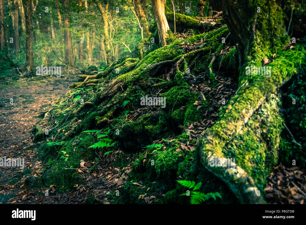The suicide forest near mount Fuji, japan Stock Photo - Alamy