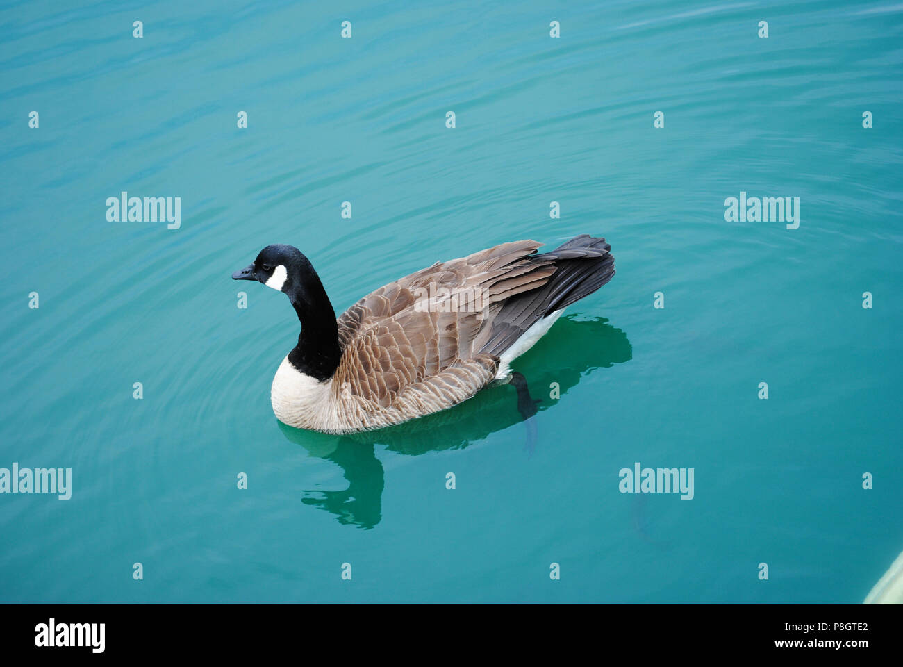 Goose in the pond hi-res stock photography and images - Alamy