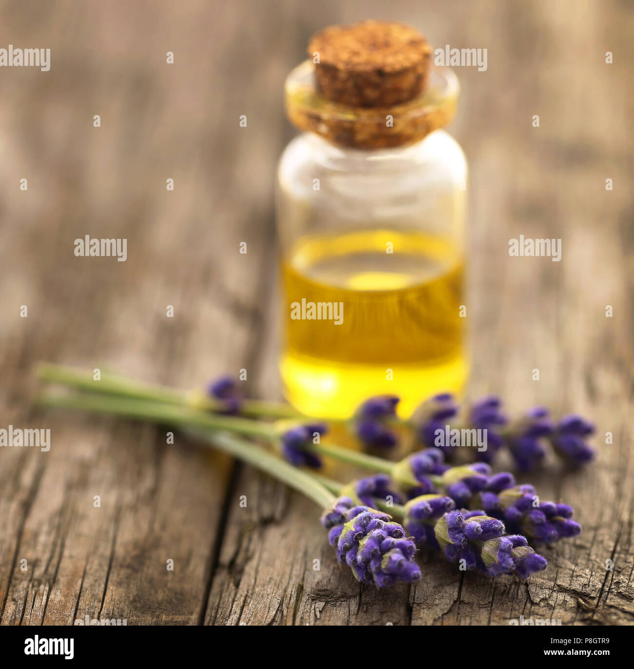 Lavandula spica lavender plant herb perfume hi-res stock photography ...