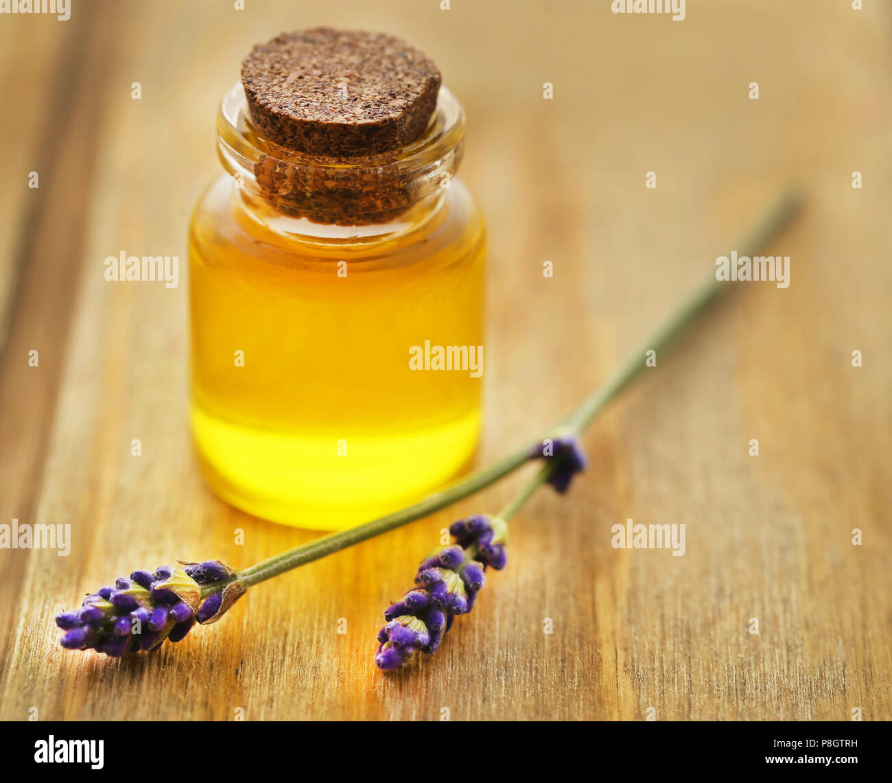 Lavandula spica lavender plant herb perfume hi-res stock photography ...