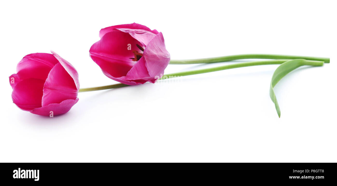 Tulipa green flower Cut Out Stock Images & Pictures - Alamy