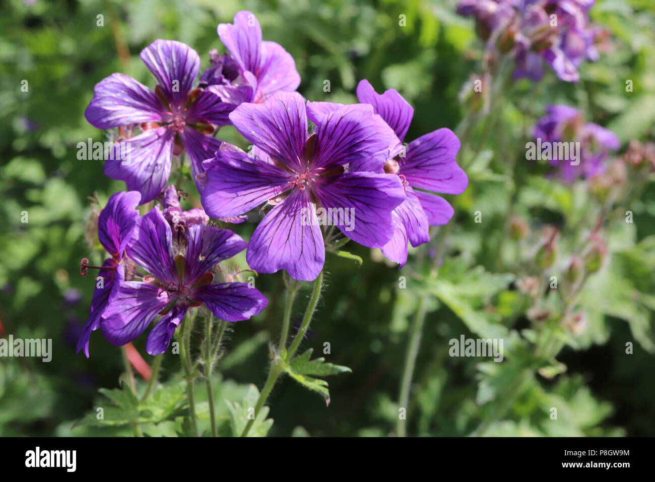 Colorful flowers growing outside in sumer Stock Photo - Alamy
