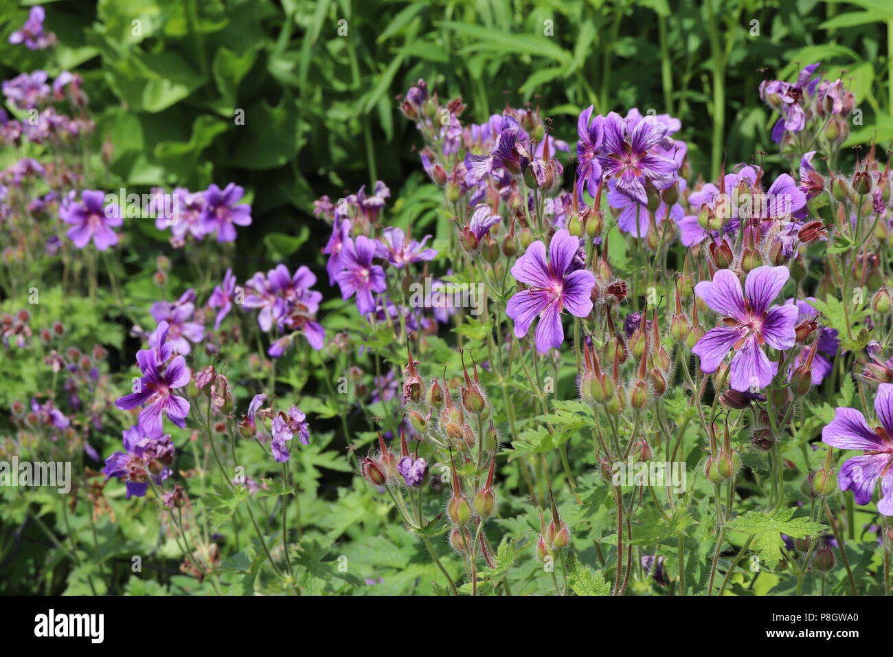 Colorful flowers growing outside in sumer Stock Photo - Alamy