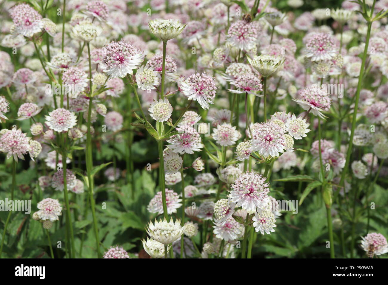 Colorful flowers growing outside in sumer Stock Photo - Alamy