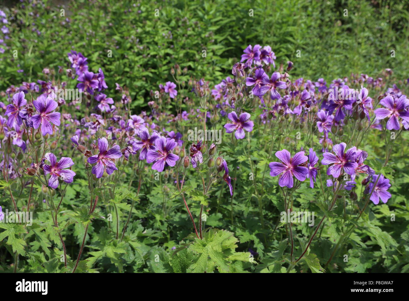 Colorful flowers growing outside in sumer Stock Photo - Alamy