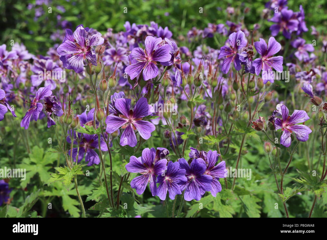 Colorful flowers growing outside in sumer Stock Photo - Alamy