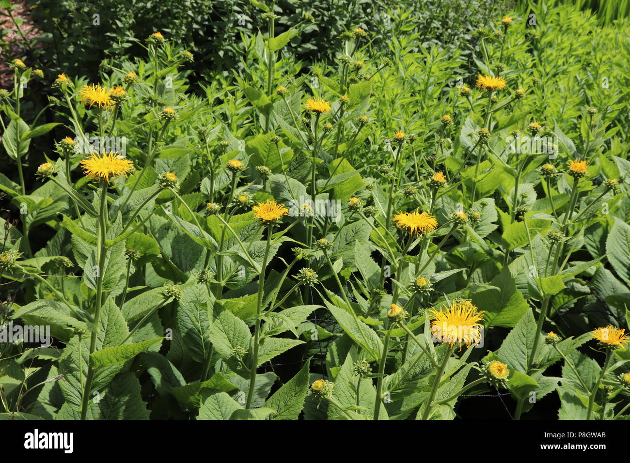 Colorful flowers growing outside in sumer Stock Photo - Alamy