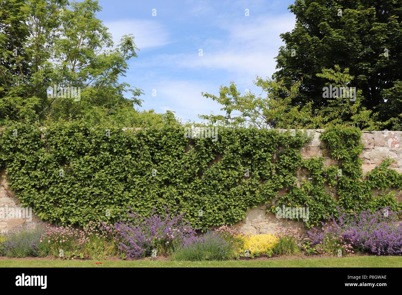 Colorful flowers growing outside in sumer Stock Photo - Alamy