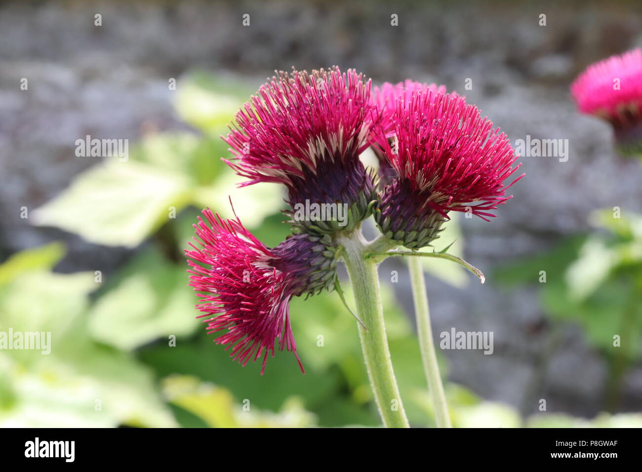 Colorful flowers growing outside in sumer Stock Photo - Alamy
