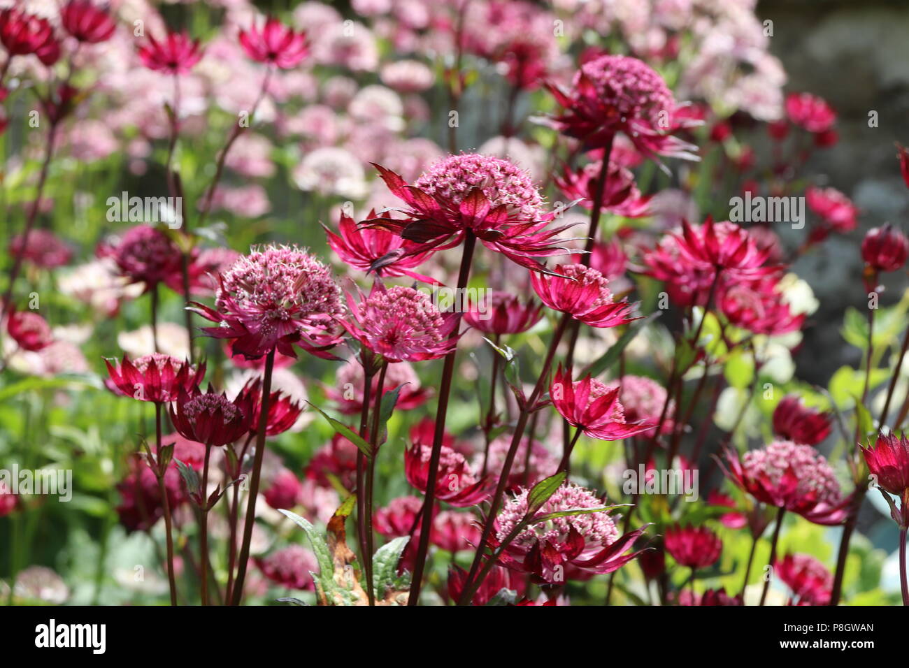 Colorful flowers growing outside in sumer Stock Photo - Alamy