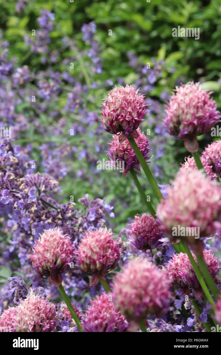 Colorful flowers growing outside in sumer Stock Photo - Alamy