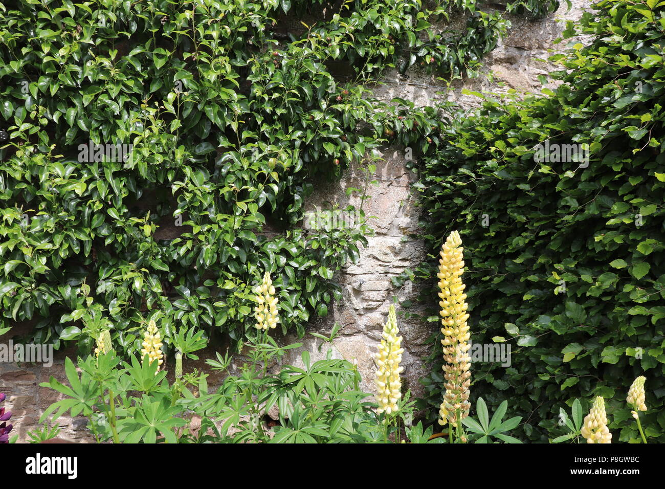 Colorful flowers growing outside in sumer Stock Photo - Alamy