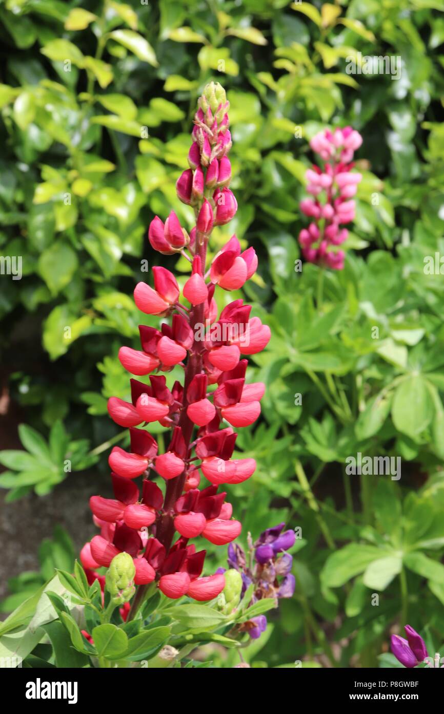 Colorful flowers growing outside in sumer Stock Photo - Alamy