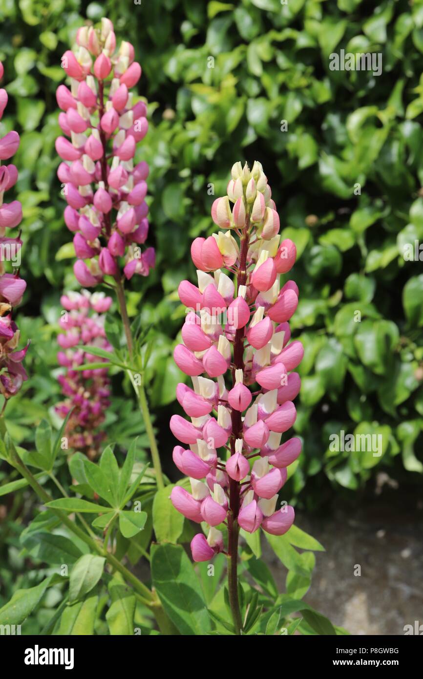 Colorful flowers growing outside in sumer Stock Photo - Alamy