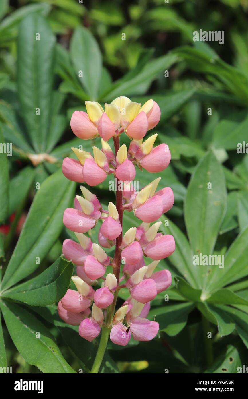 Colorful flowers growing outside in sumer Stock Photo - Alamy