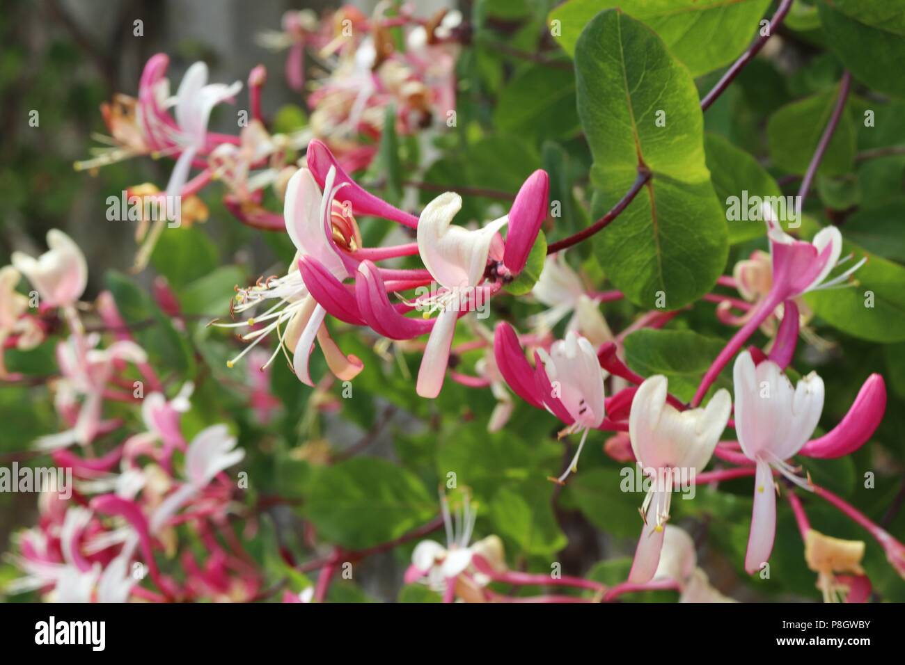 Colorful flowers growing outside in sumer Stock Photo - Alamy