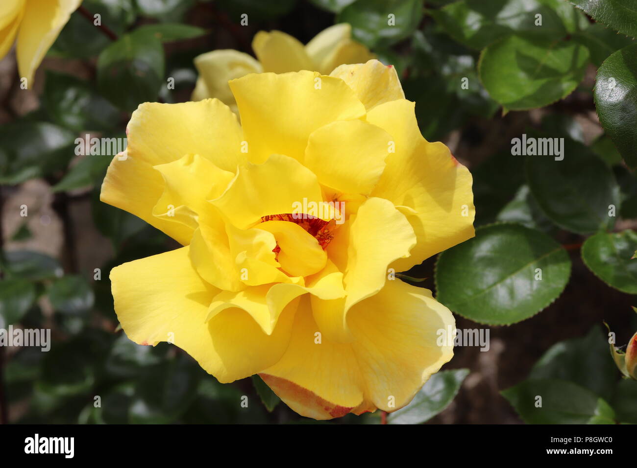 Colorful flowers growing outside in sumer Stock Photo - Alamy