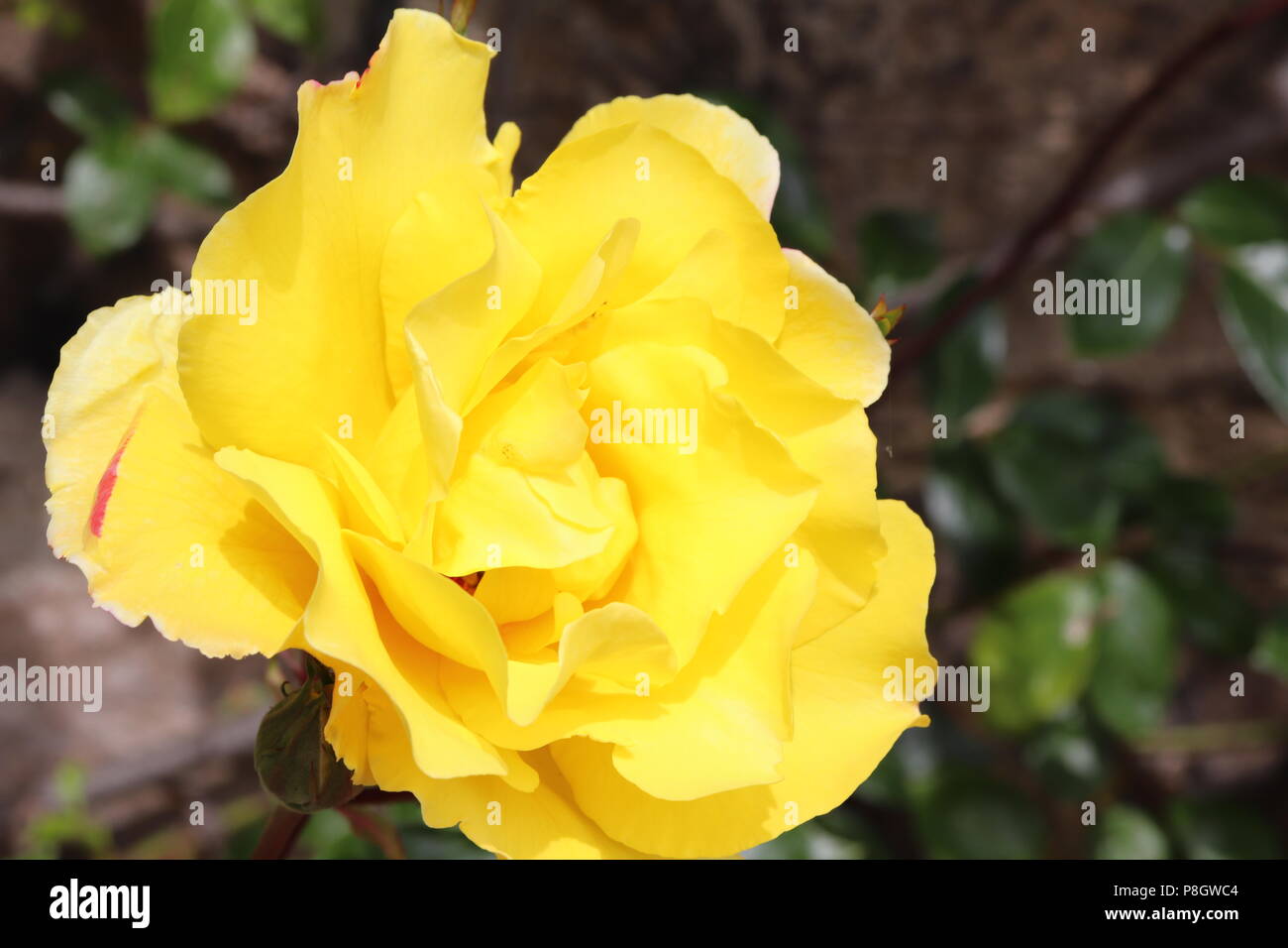 Colorful flowers growing outside in sumer Stock Photo - Alamy