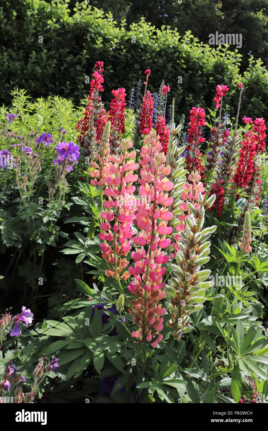 Colorful flowers growing outside in sumer Stock Photo - Alamy