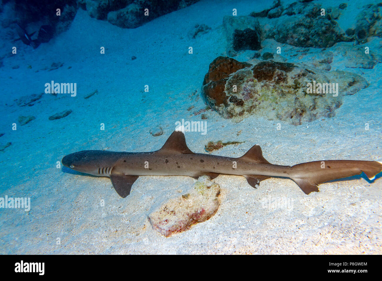 white tip reef shark eye and jaws close up portrait while looking at ...
