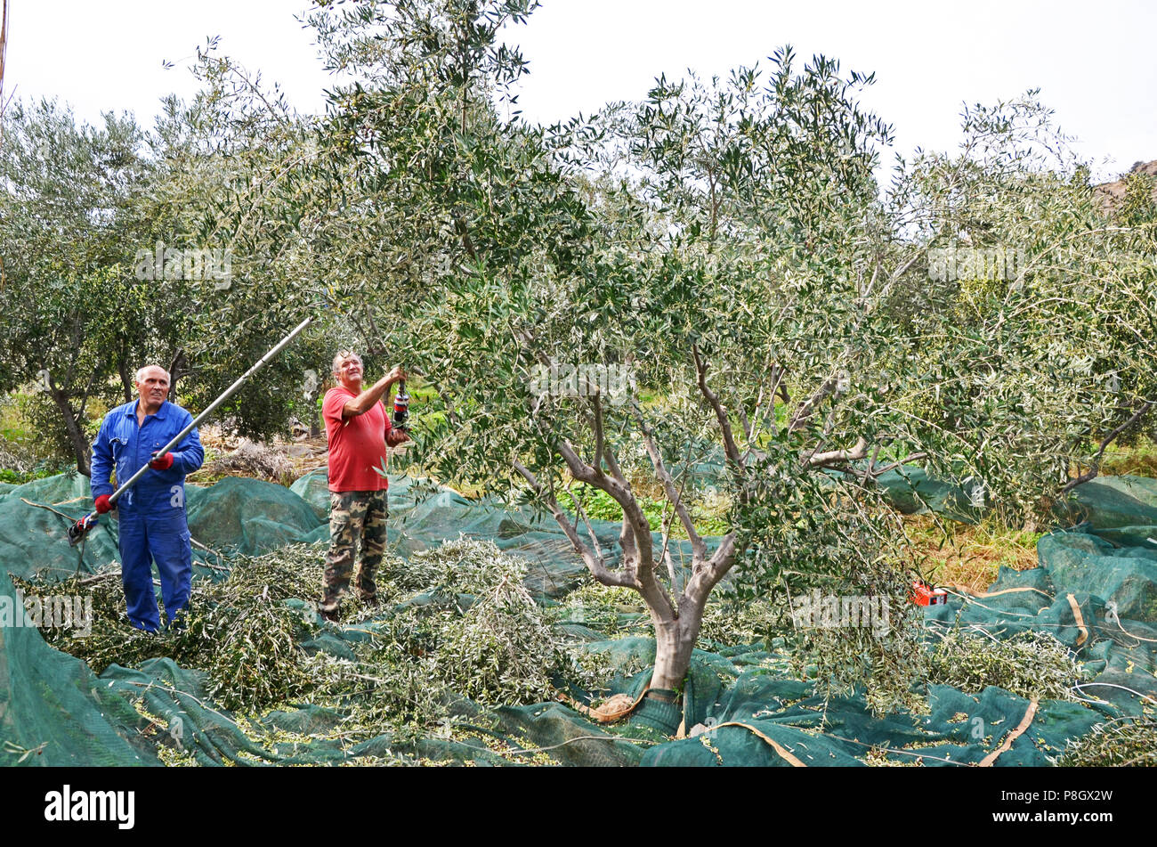 Collecting olives, near Kini, Syros, Cyclades, Greece Stock Photo - Alamy