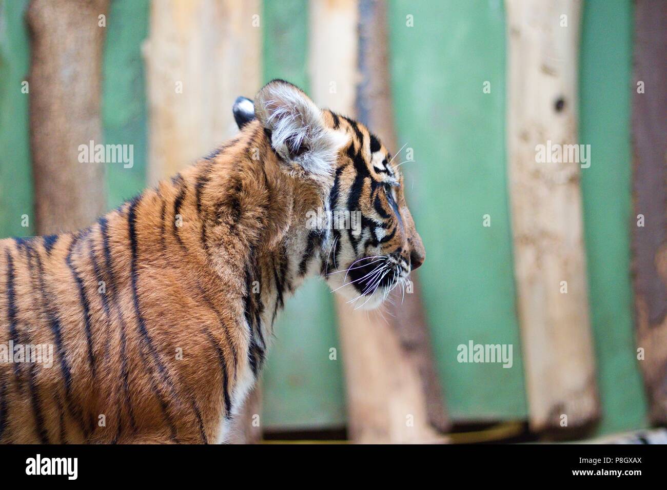 Side view of captive tiger cub head and shoulder Stock Photo - Alamy