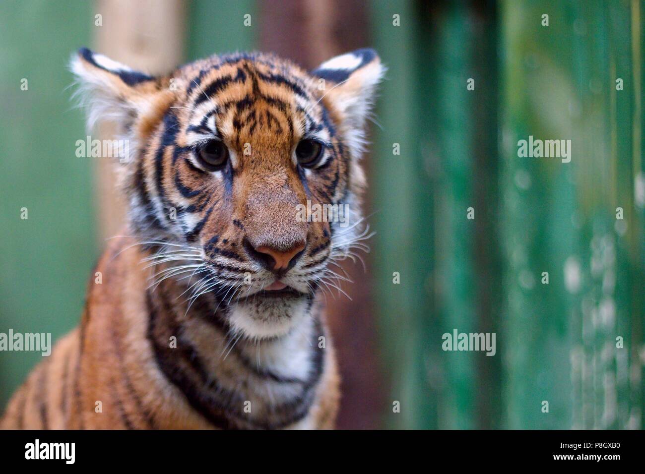 Tiger cub camouflage hi-res stock photography and images - Alamy