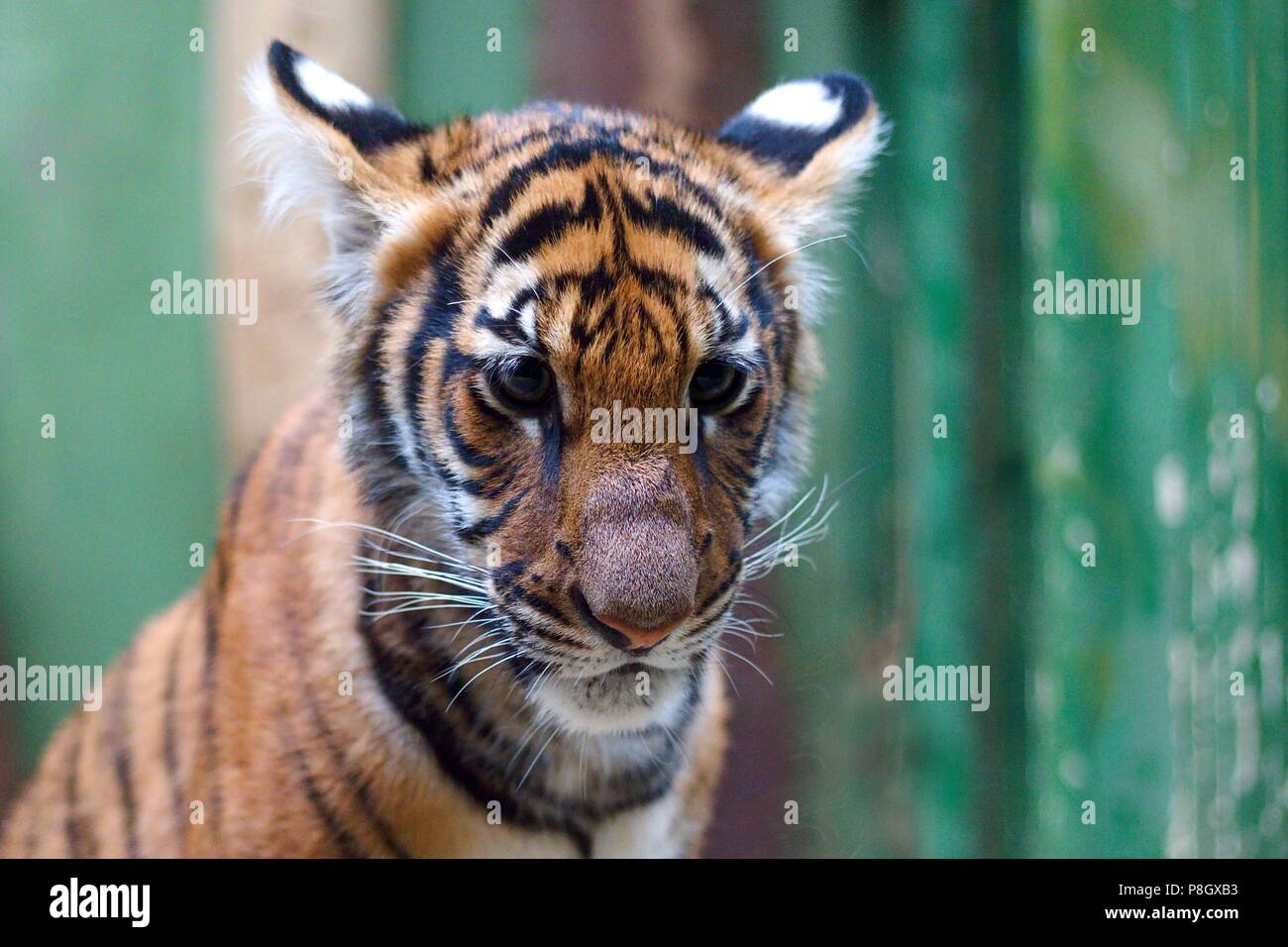 Tiger Sad