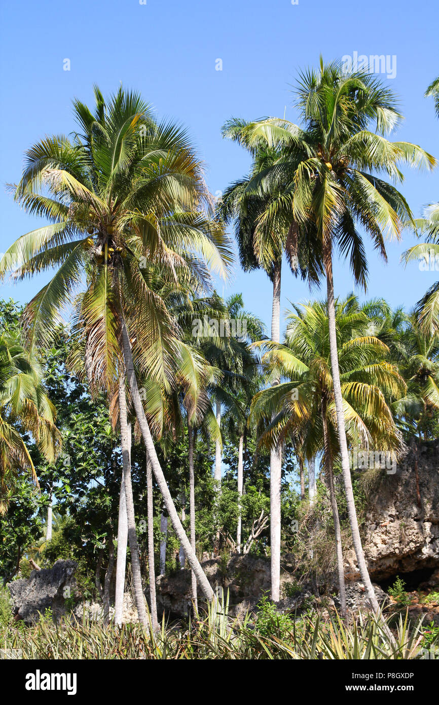 Baracoa, Cuba - coco palm trees, natural landscape Stock Photo - Alamy