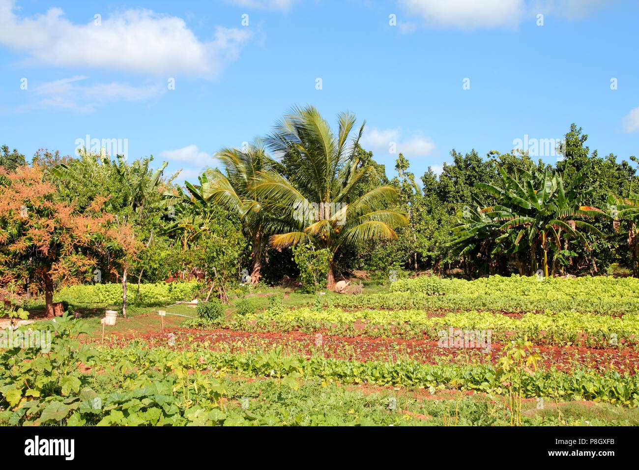 Trinidad, Cuba - vegetable fields and palm grove, Cuban farming and ...