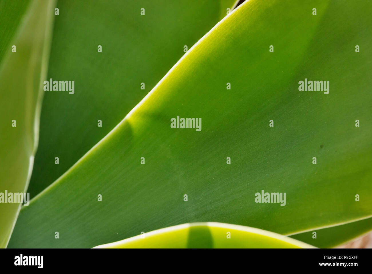 The border of a diagonal agave leaf is lighted by a backlight ,other ...