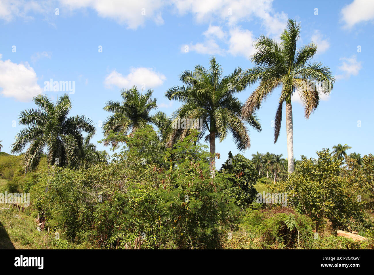 Cuban royal palm tree hi-res stock photography and images - Alamy