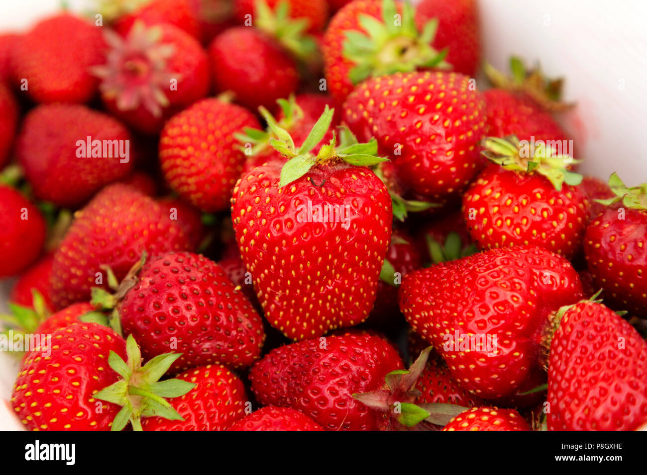 Fresh organic strawberries picked in Northumberland, England. The ...