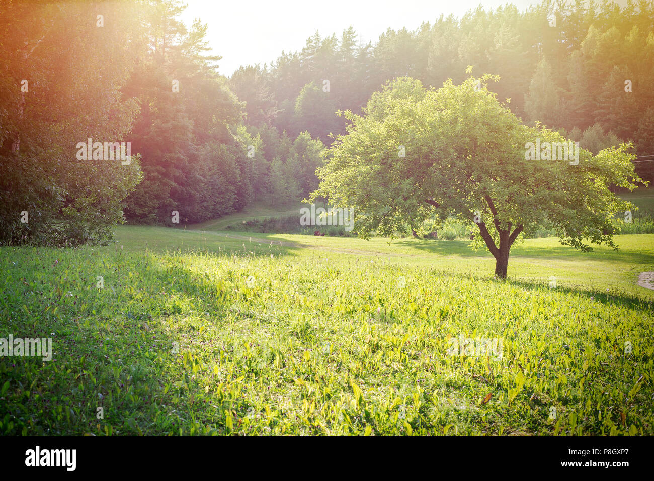 Homestead grove hi-res stock photography and images - Alamy