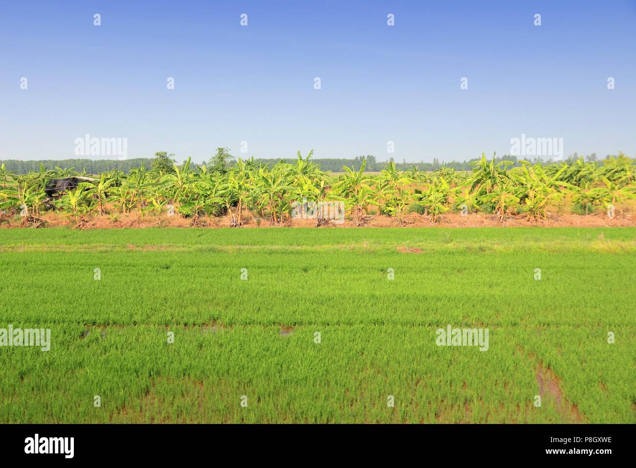 Thailand, Southeast Asia - countryside view of Prachin Buri province ...