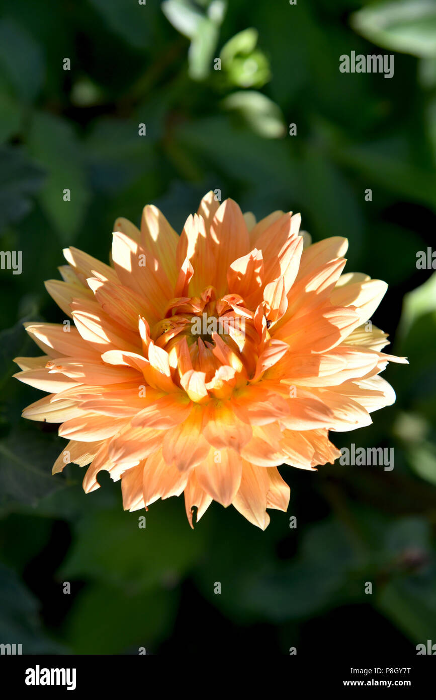 Dahlia plant care hi-res stock photography and images - Alamy