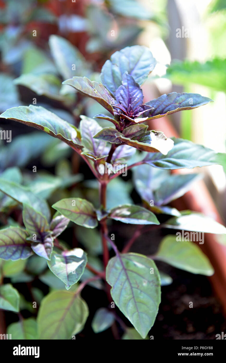 red basil on garden Stock Photo - Alamy