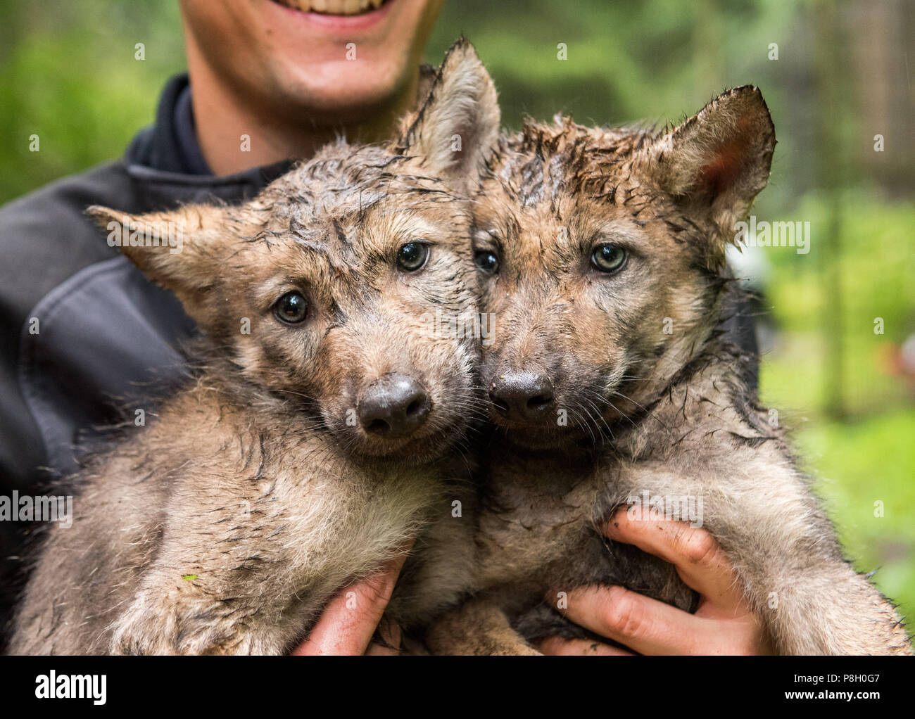 Rosengarten, Germany. 11th July, 2018. An animal keeper carries two ...
