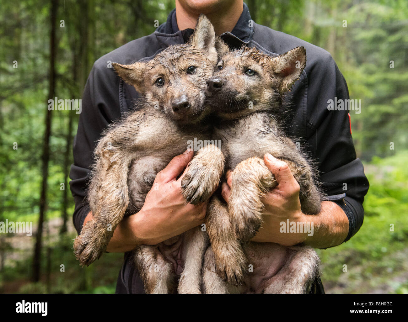 Rosengarten, Germany. 11th July, 2018. An animal keeper carries two ...