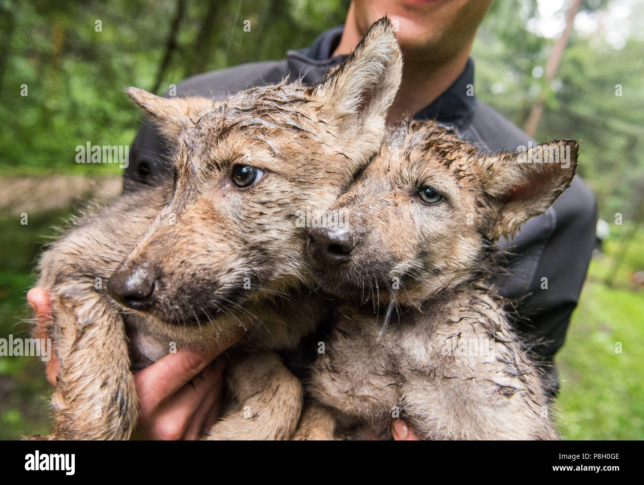 Rosengarten, Germany. 11th July, 2018. An animal keeper carries two ...