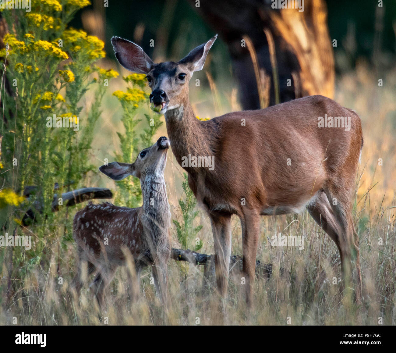 Elkton, OREGON, USA. 11th July, 2018. A black tailed fawn looks closely ...