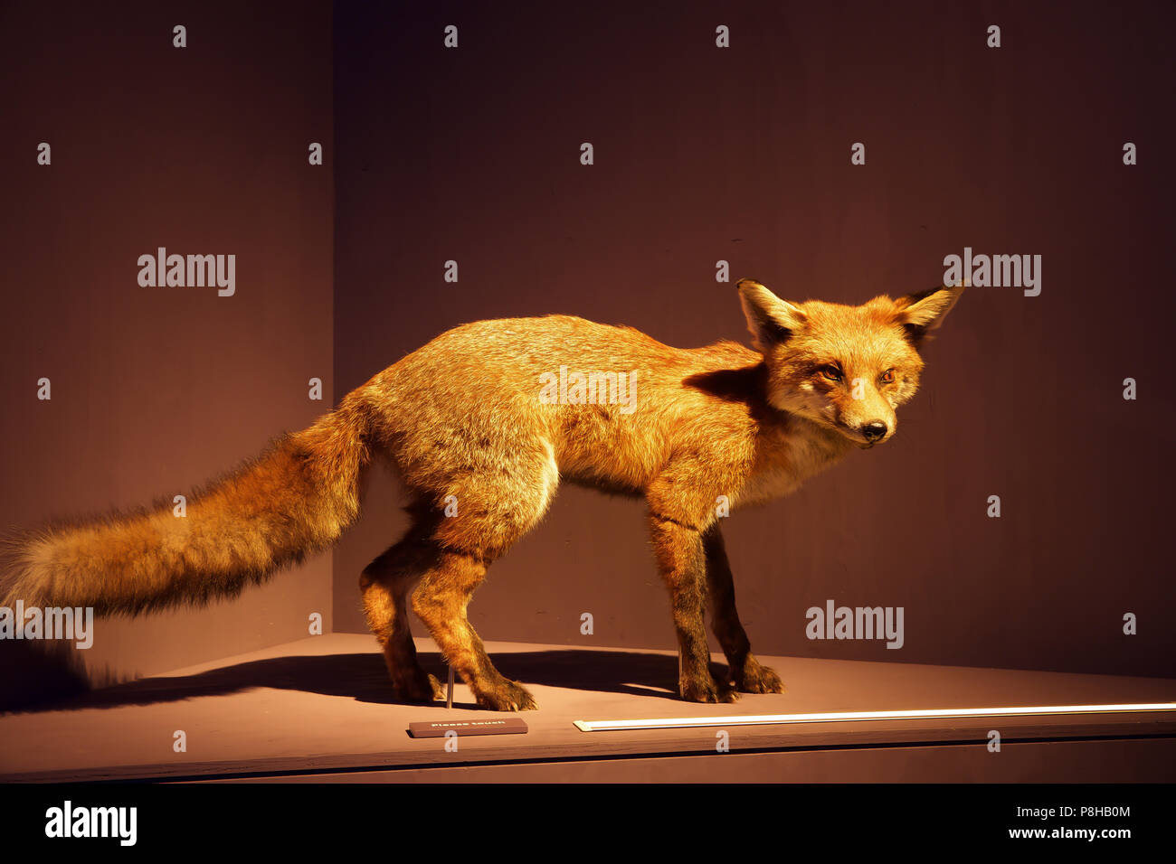 Underwater sea creatures uk hi-res stock photography and images - Alamy