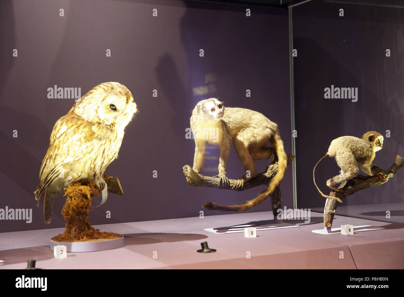 London natural history museum monkey hi-res stock photography and ...