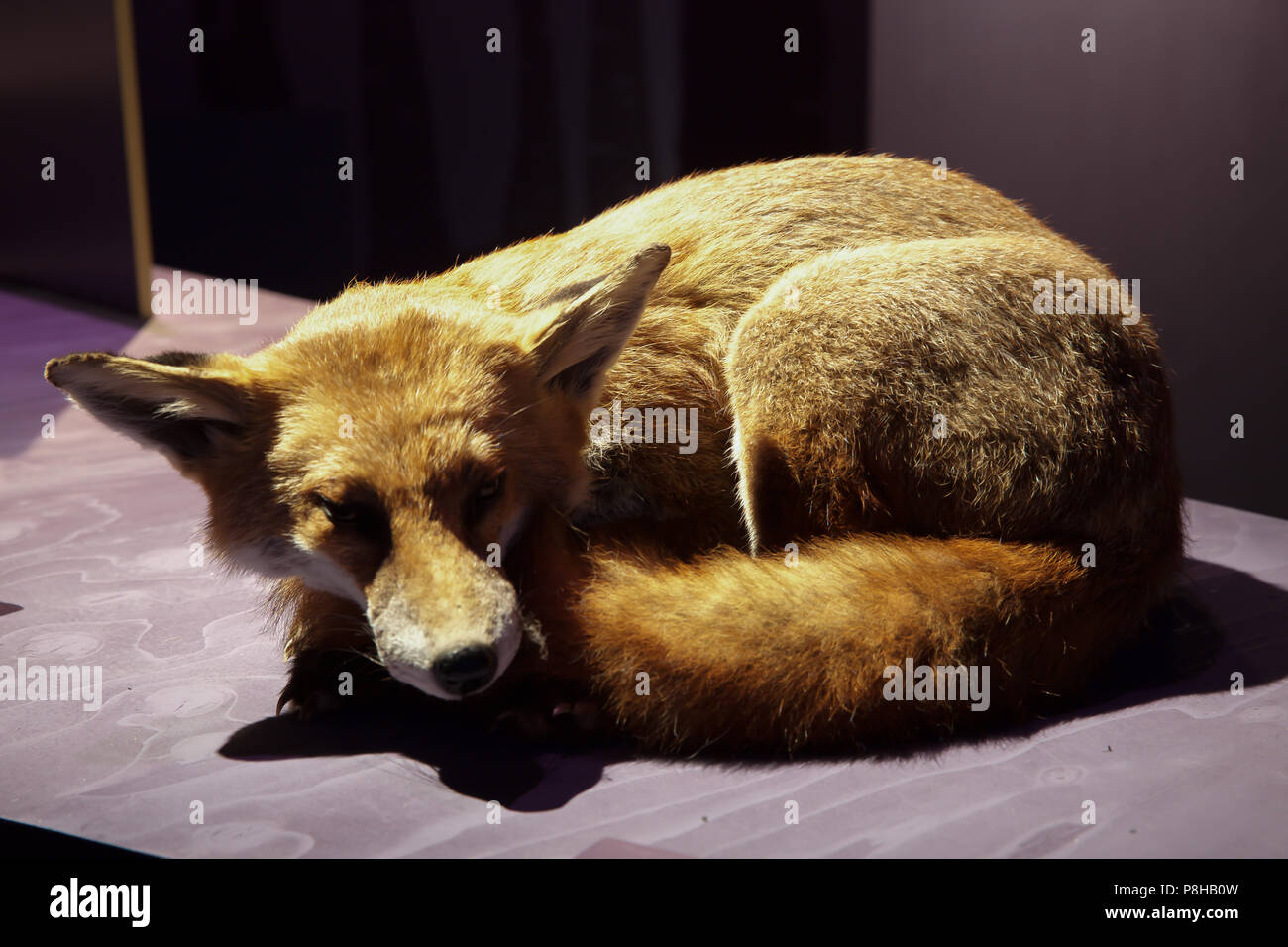 Underwater sea creatures uk hi-res stock photography and images - Alamy