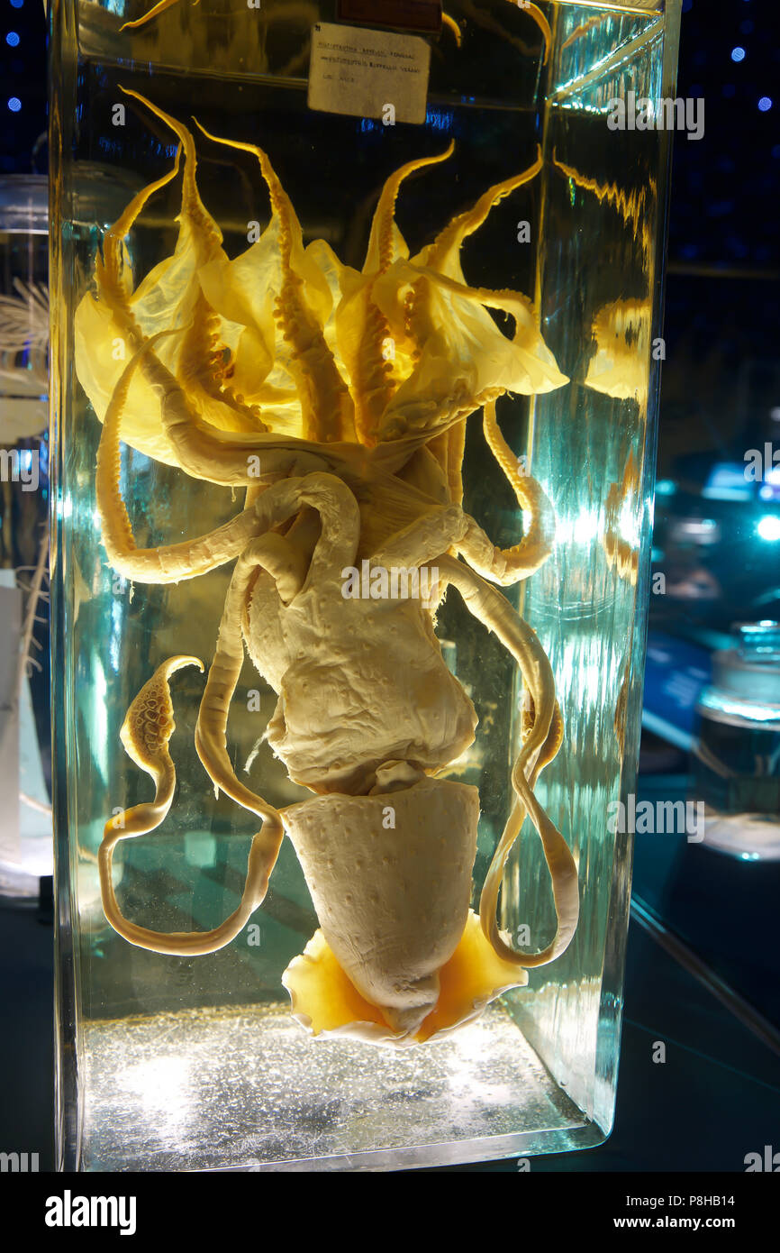 Underwater sea creatures uk hi-res stock photography and images - Alamy