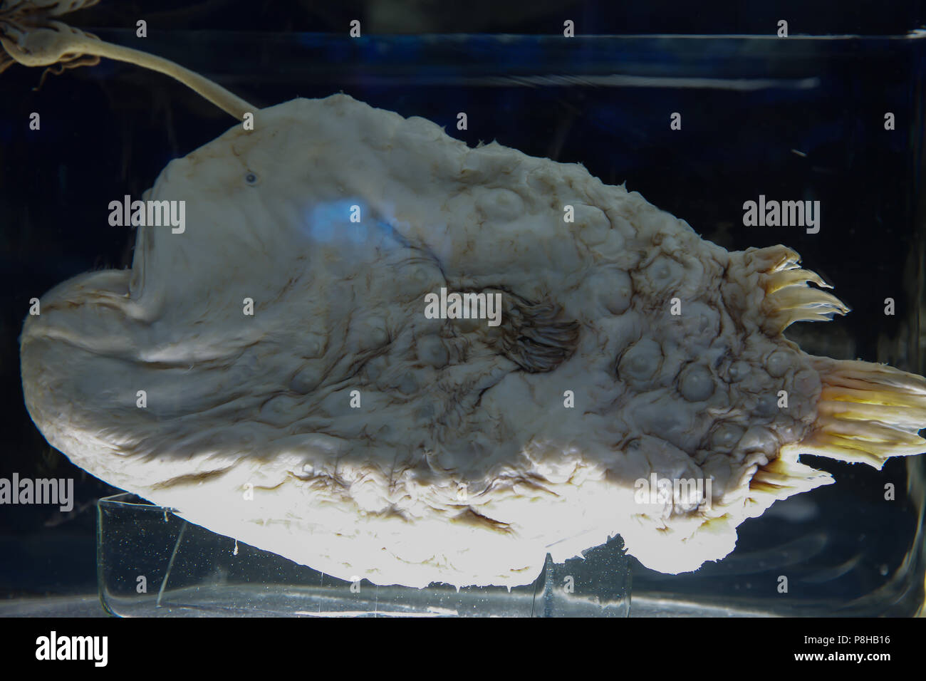 Atlantic Football Fish